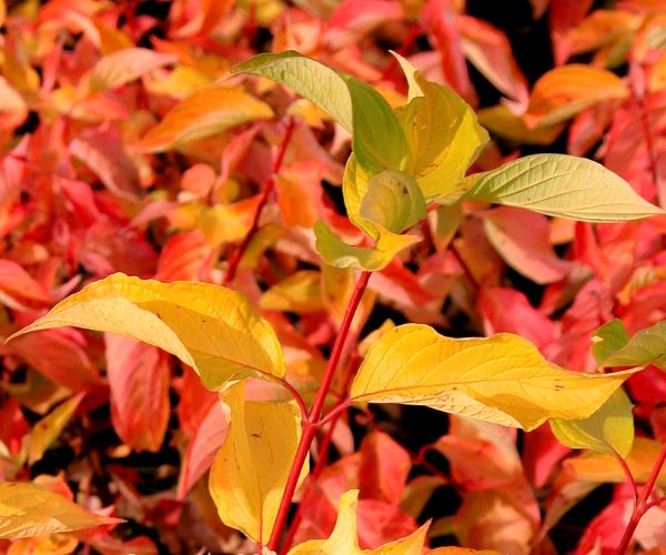 Cornus alba ‘Prairie Fire’ 2 Gallon Pot – Burt's Greenhouses